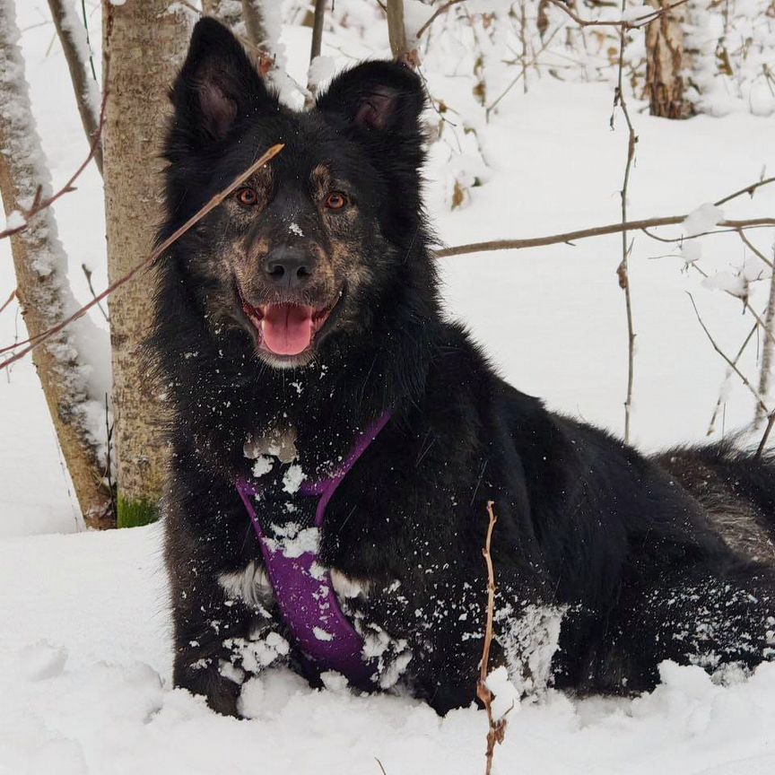 Собака Камилла для радости и любви
