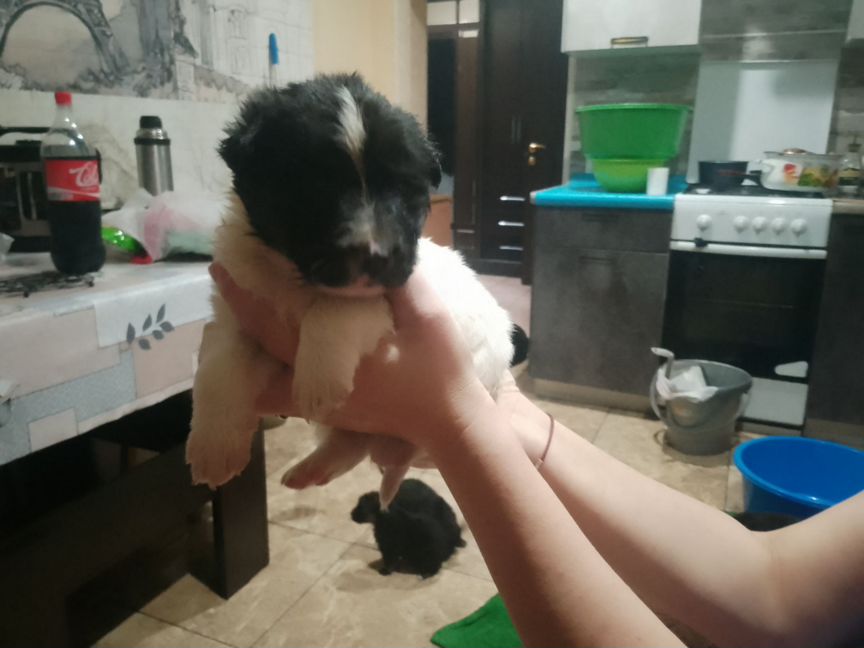 Собака
