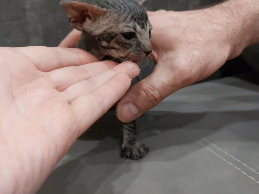 Кошки донской сфинкс