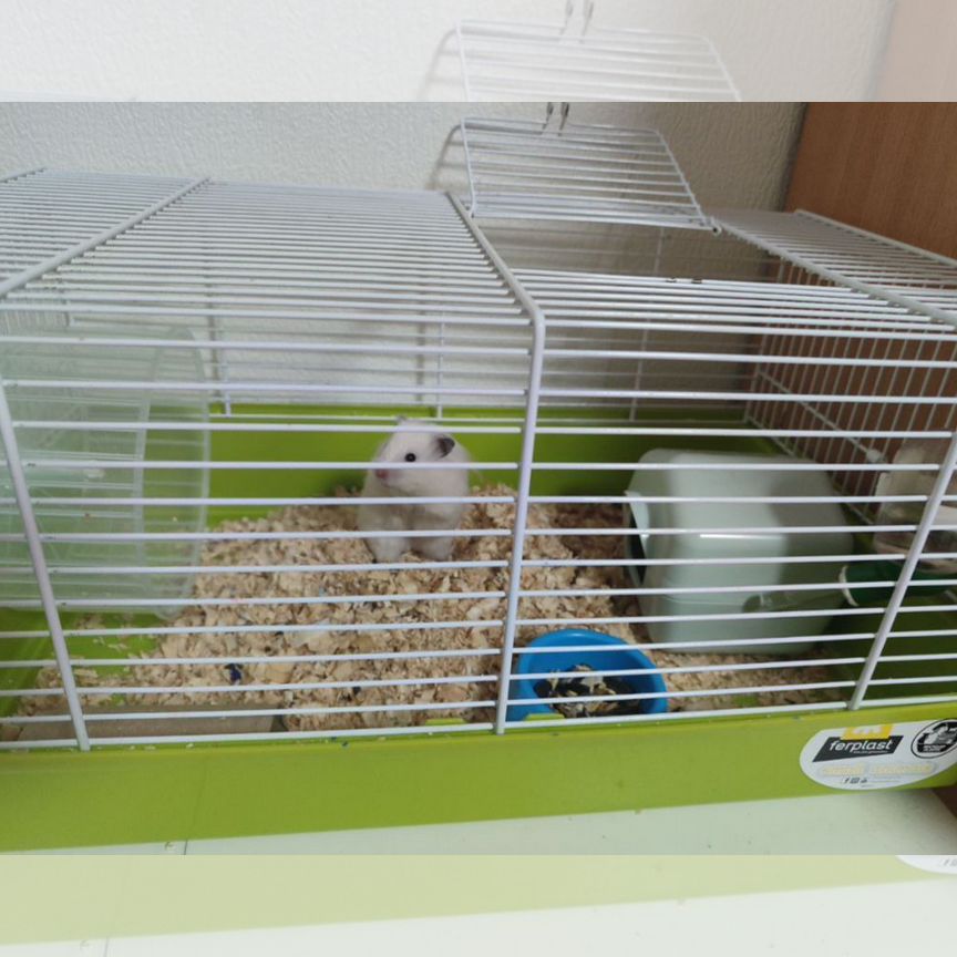 Клетка с сирийским хомячком - девочка