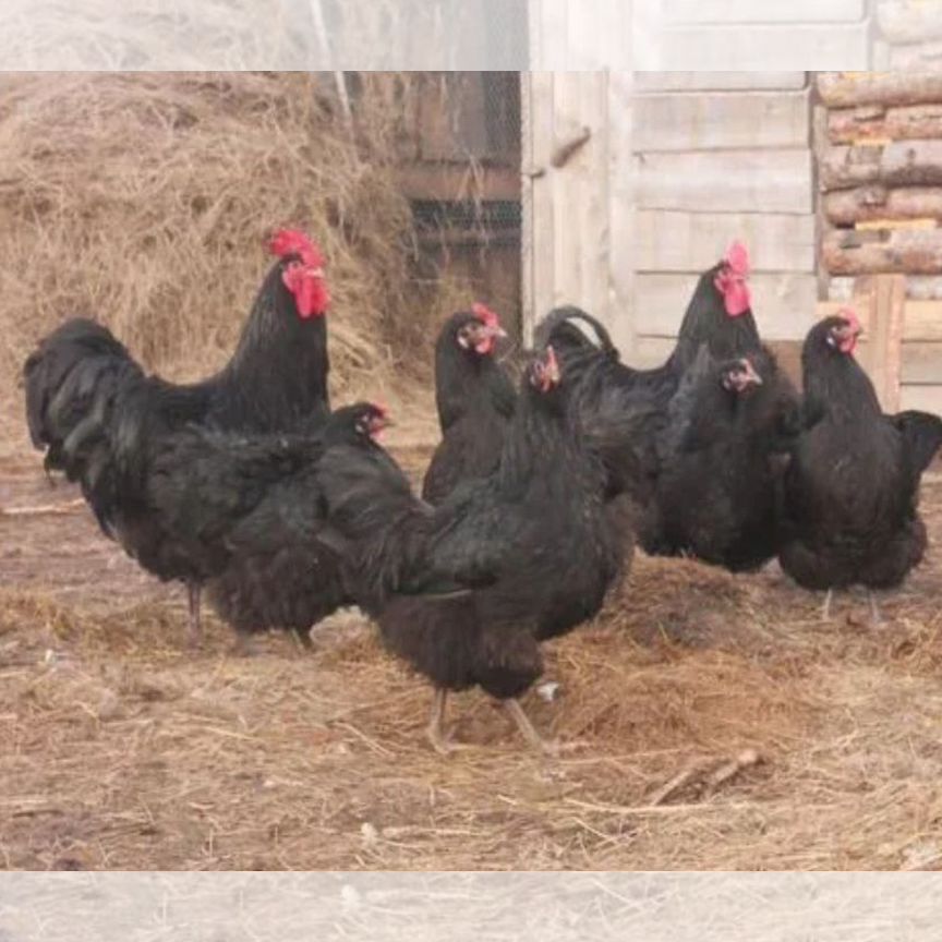 Инкубационное яйцо джерсийский гигант