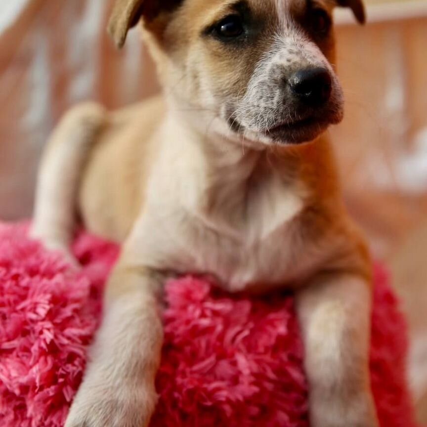 Собака Веснушка, в добрые руки отдам бесплатно