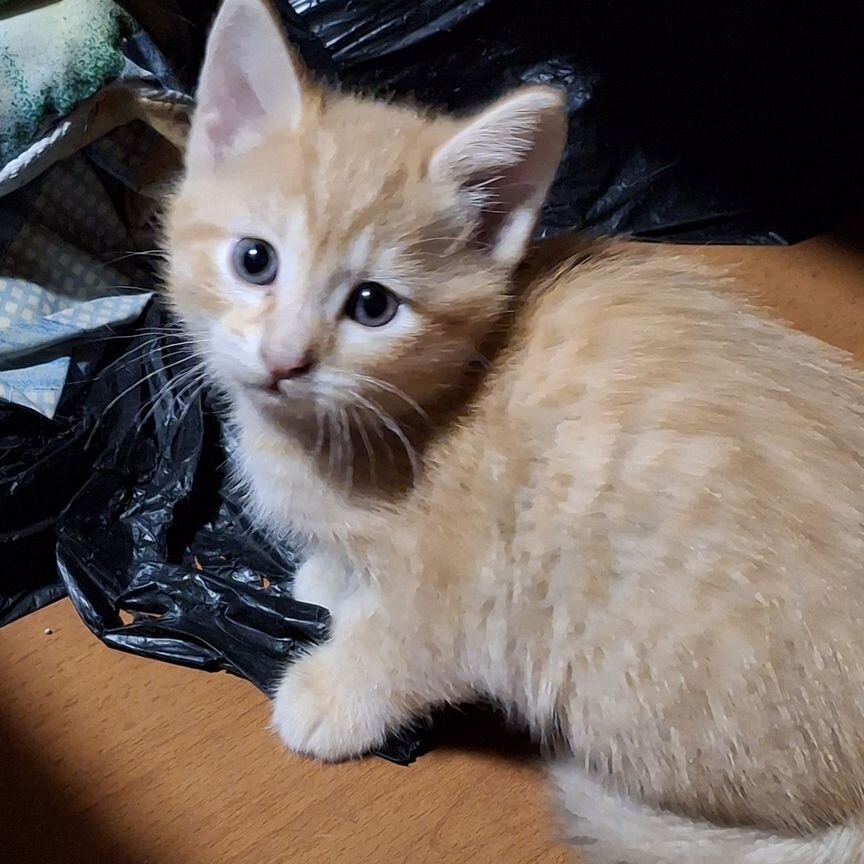 Котёнок в добрые руки