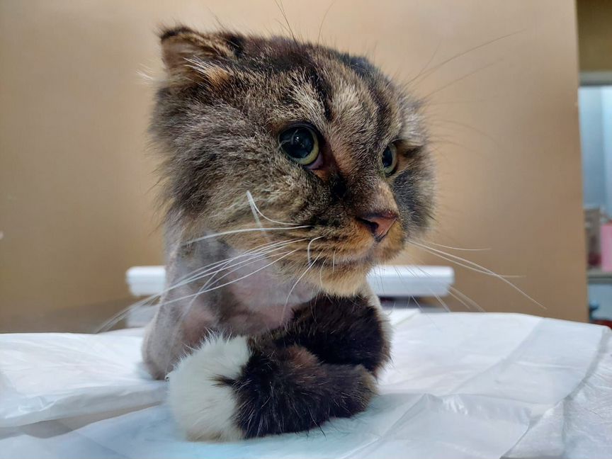 Бедный котик 3 года