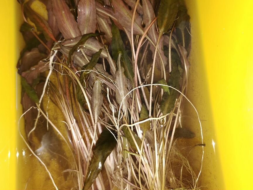 Криптокарина