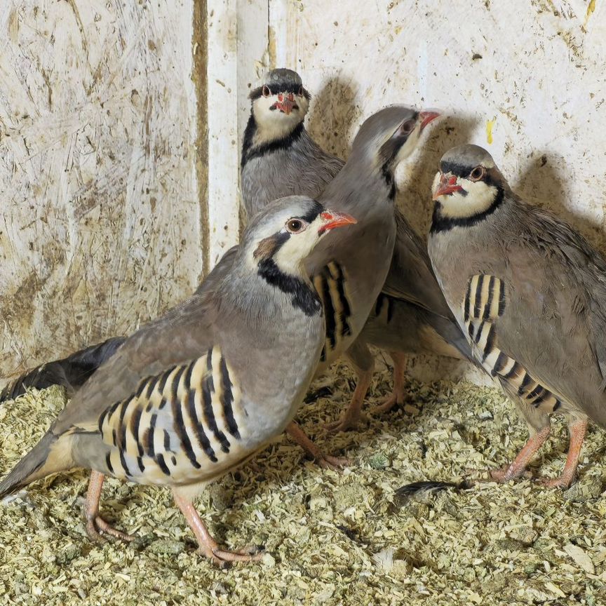 Птицы Кеклики, каменные куропатки