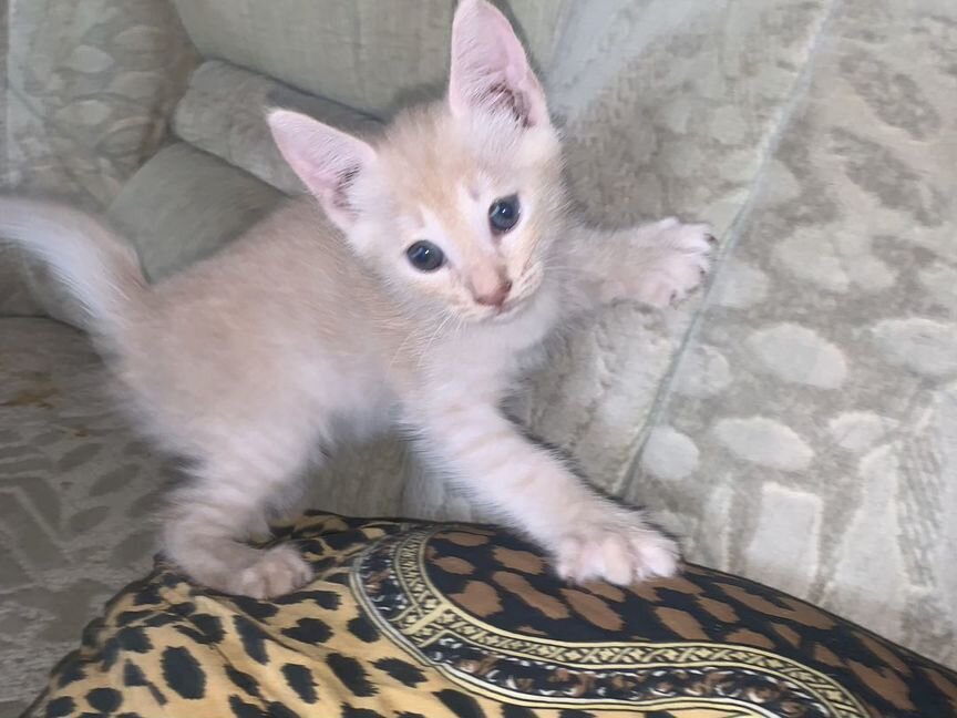 Котенок 2 месяца мальчик