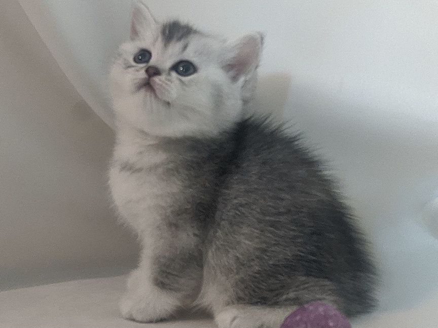 Британский котенок