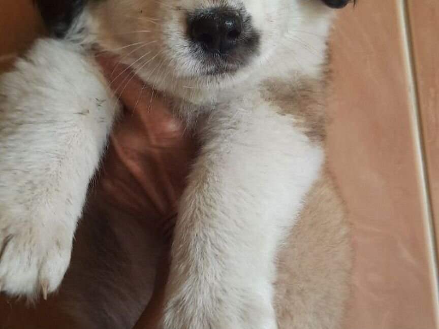 Щенок Алабая очень хочет домой