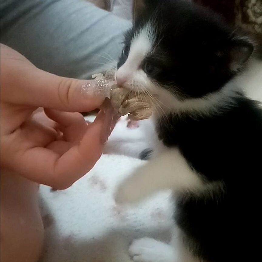 Черный котенок в добрые руки