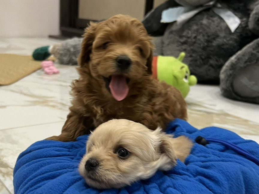 Мальтипу Ф1/ maltipoo f1