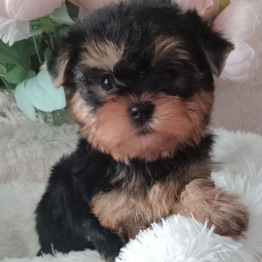 Йоркширский терьер, щенок