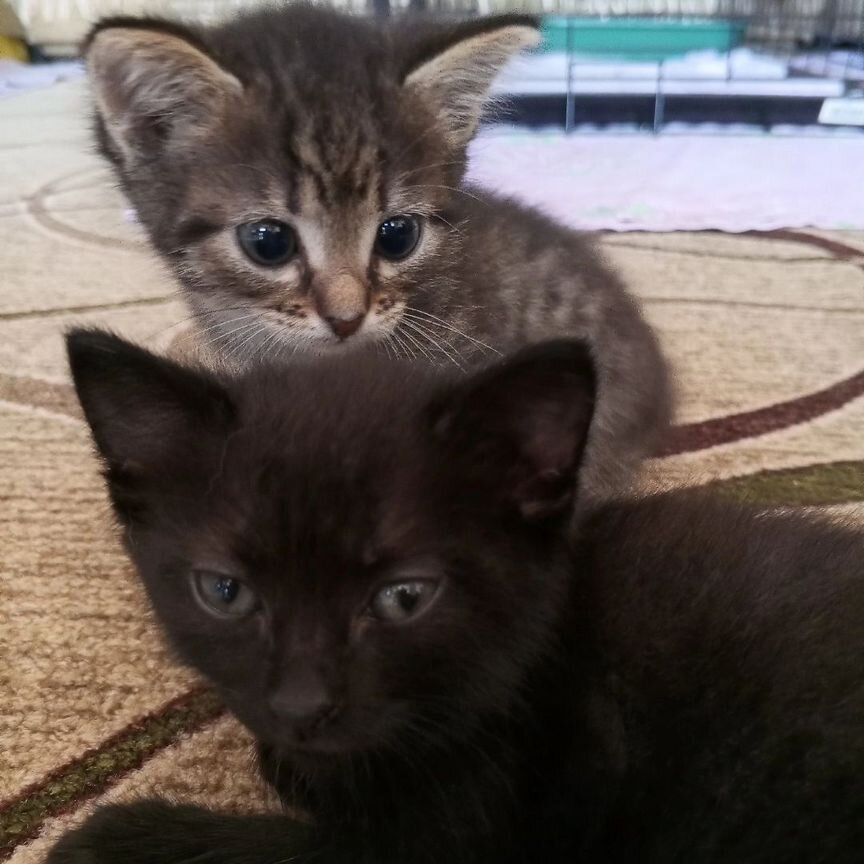 Девочки котятки