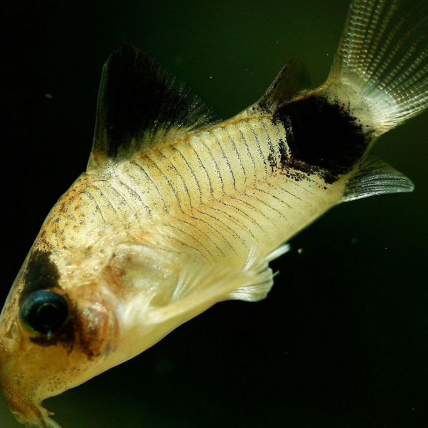 Коридорас панда - Corydoras panda