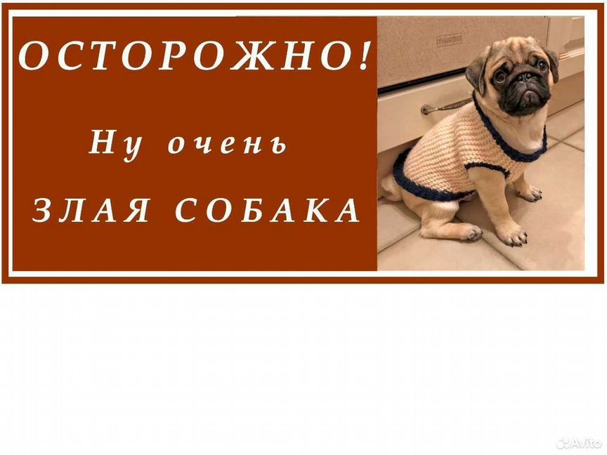 Мопс вязка мальчик