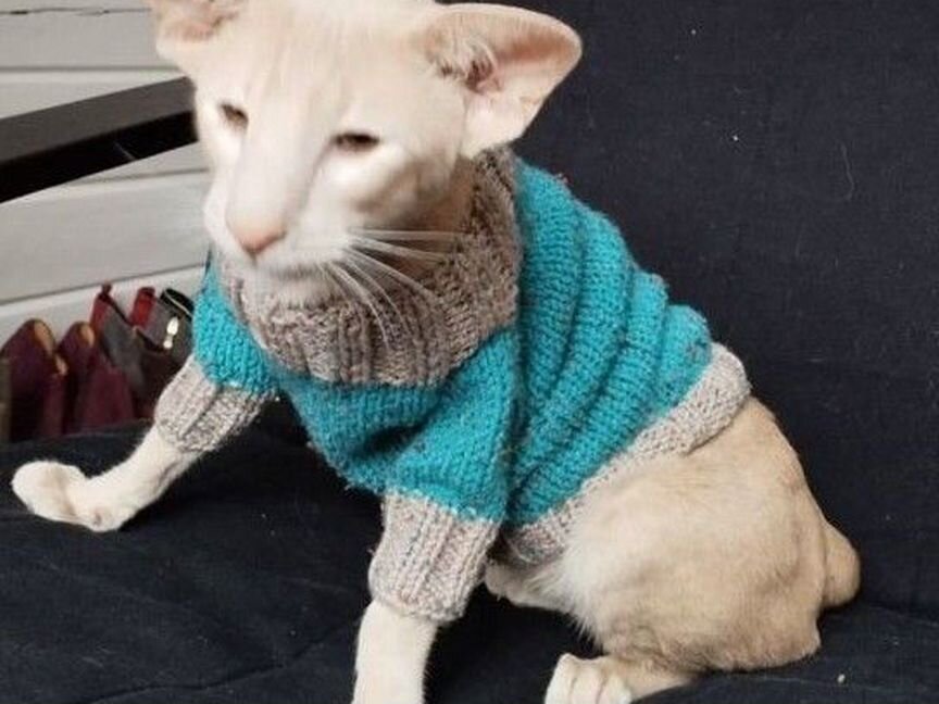 Свитерочки для кошек