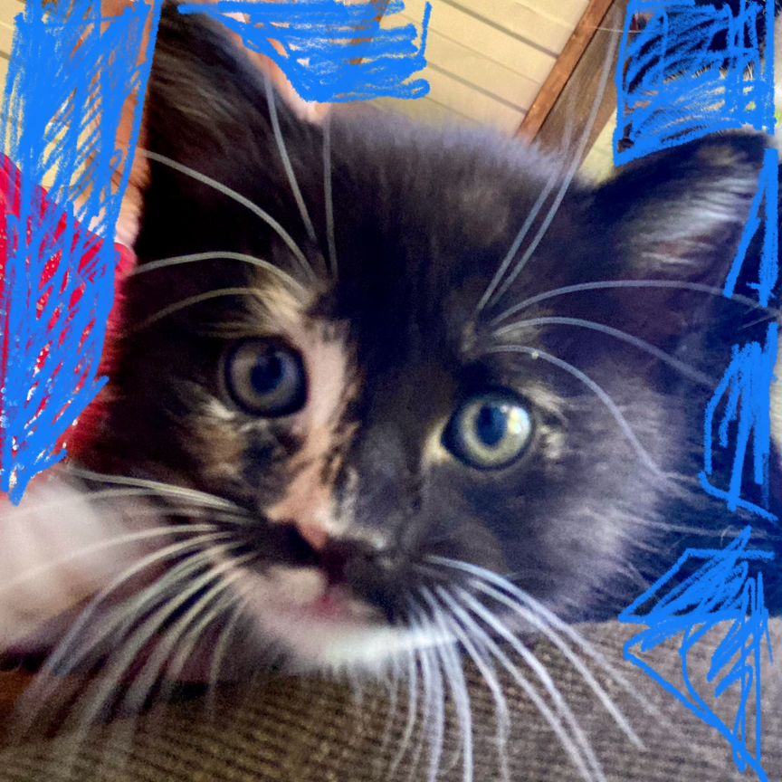 Кошечка-красавица трехцветная 1,5 месяца