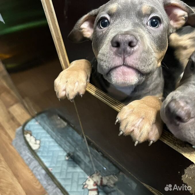 Американский булли classic