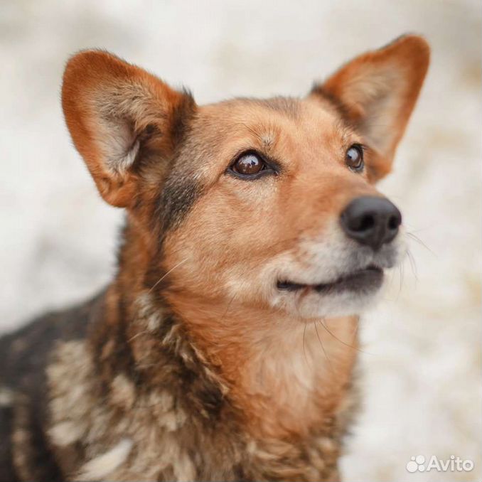 Линда ищет дом