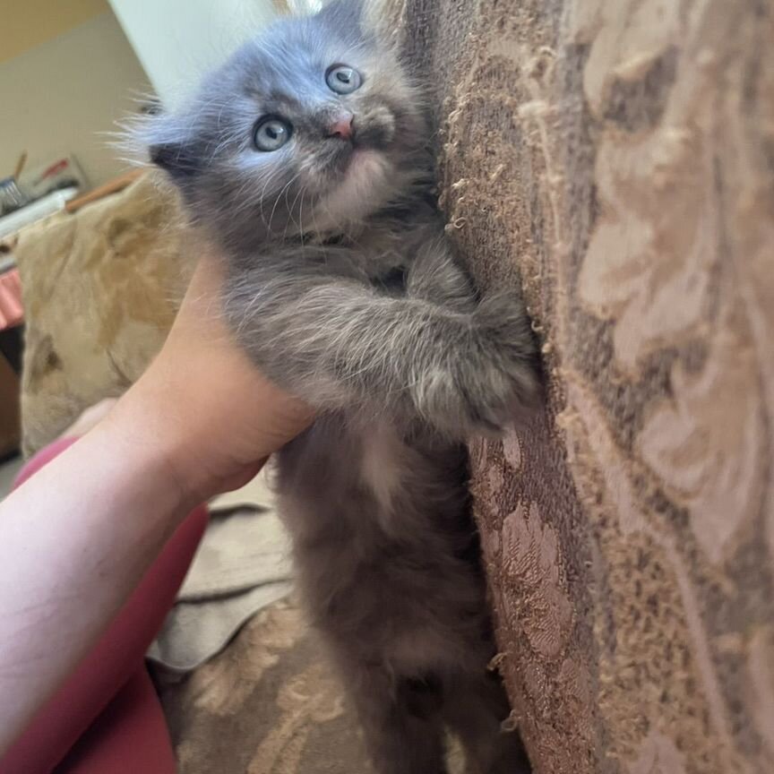 Британская смешанная вислоухая кошка
