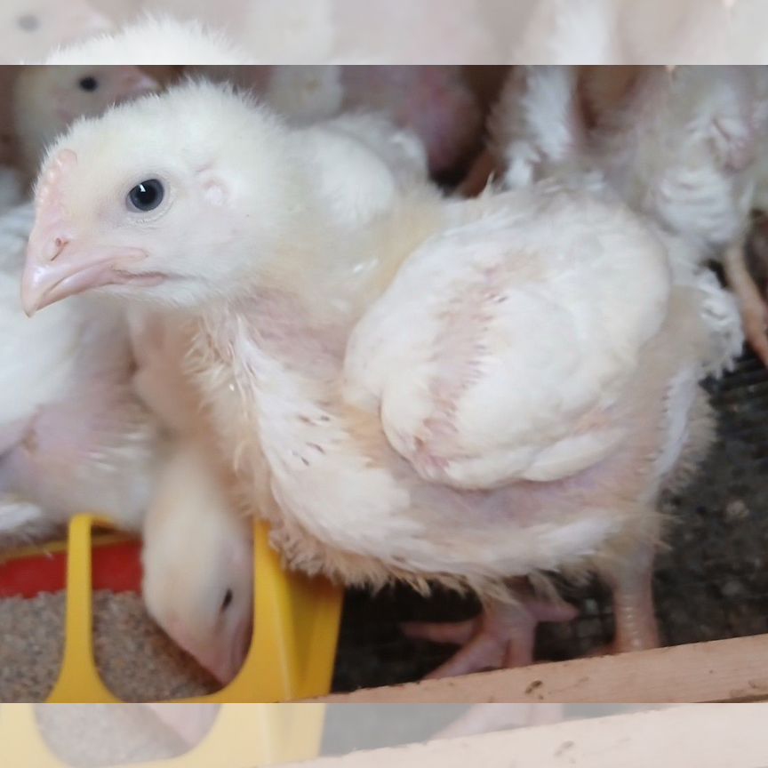 Бройлер 14 дней