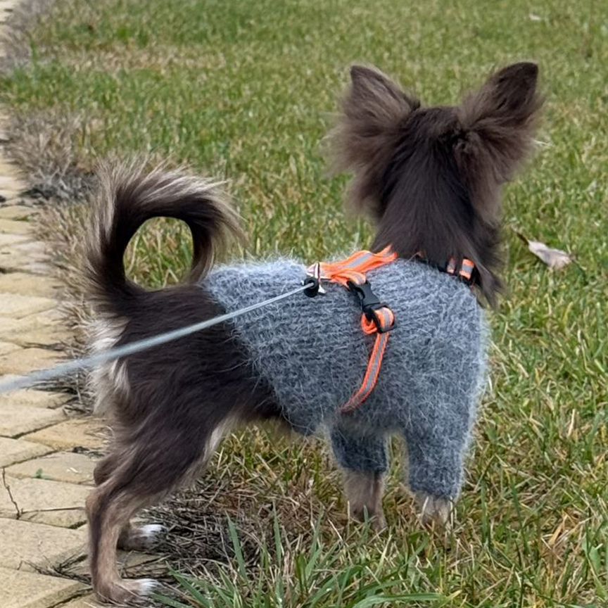 Свитер для животных