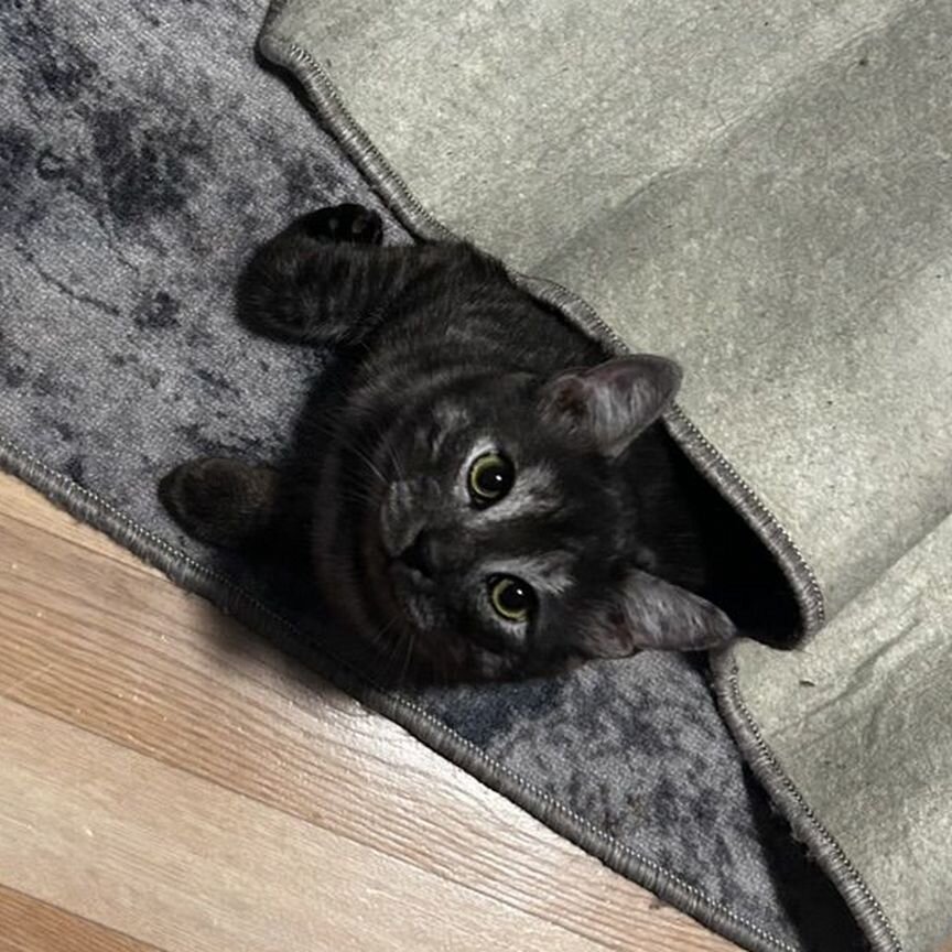 Отдам кота в хорошие руки