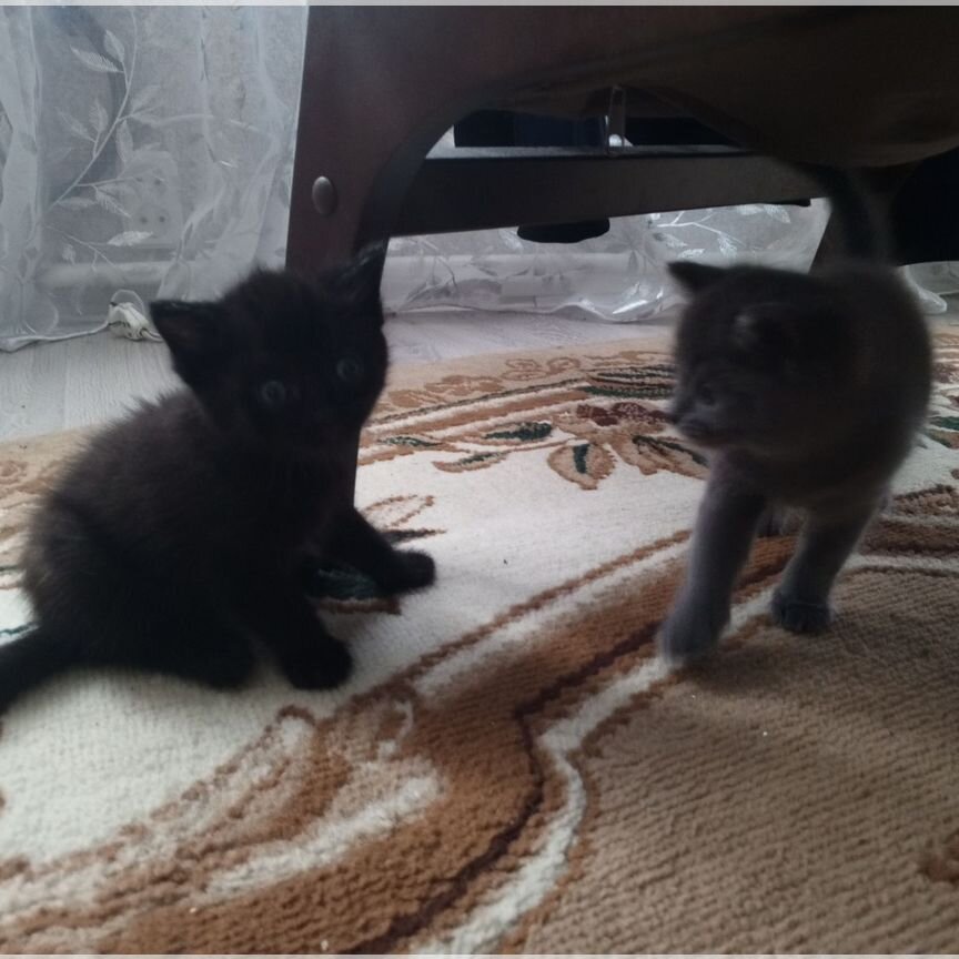 Котята в добрые руки