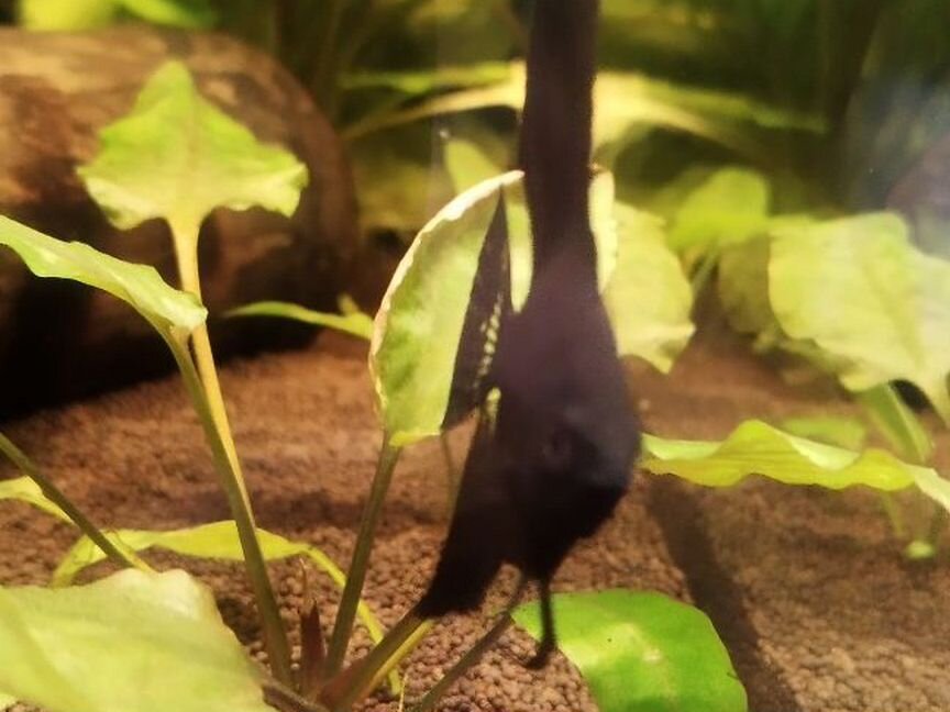 Скалярия черная