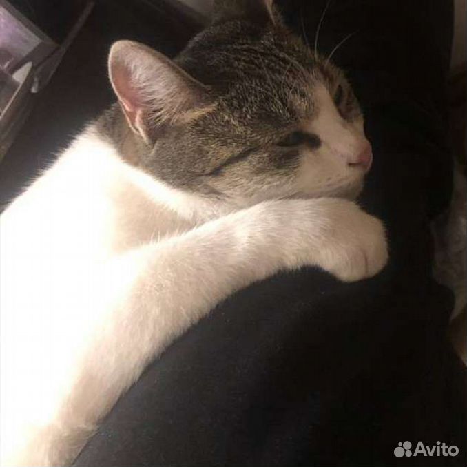 Кошка Мышеловная и Музыкальная в дар