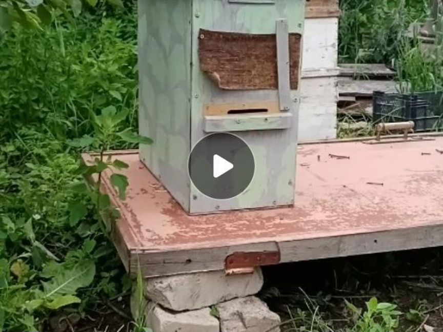 Ловушка для пчел
