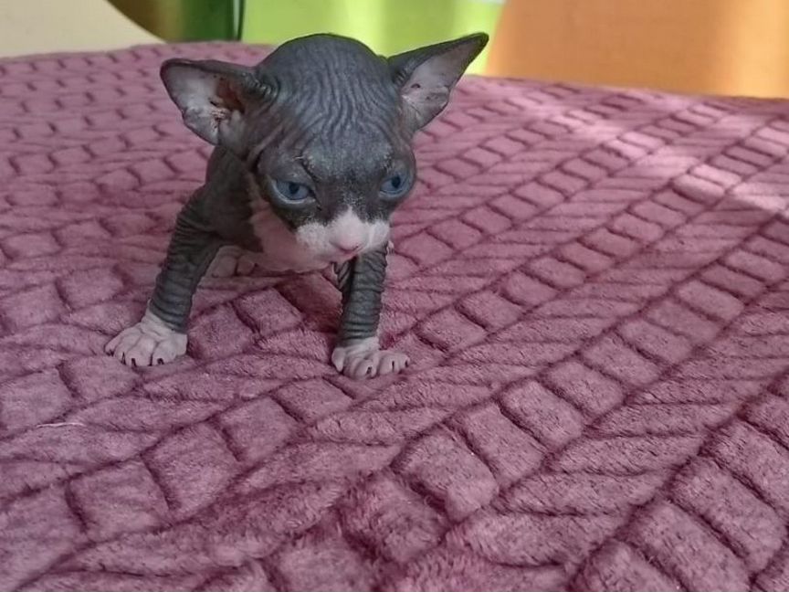 Канадский сфинкс котенок