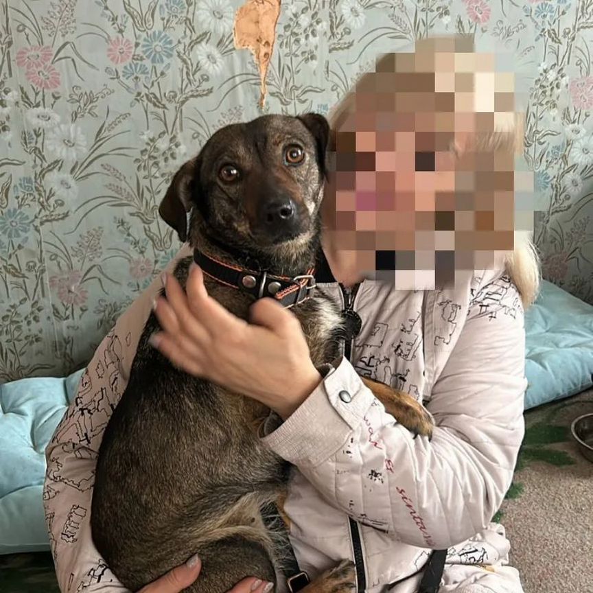 Маленькая собачка в добрые руки