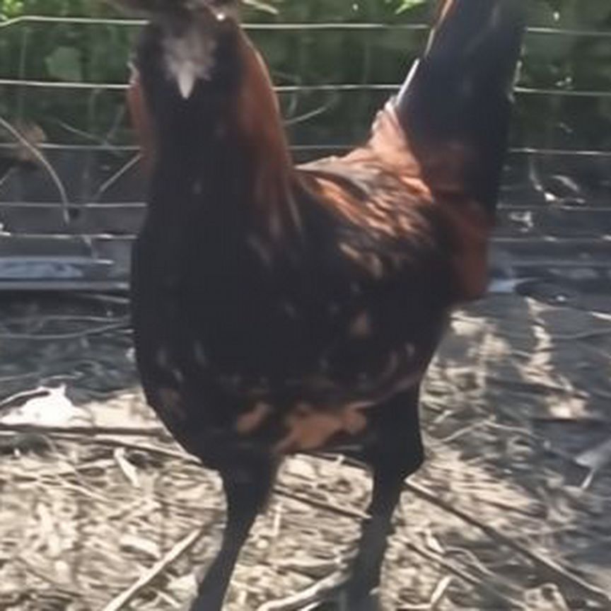 Петушки Павловское золото