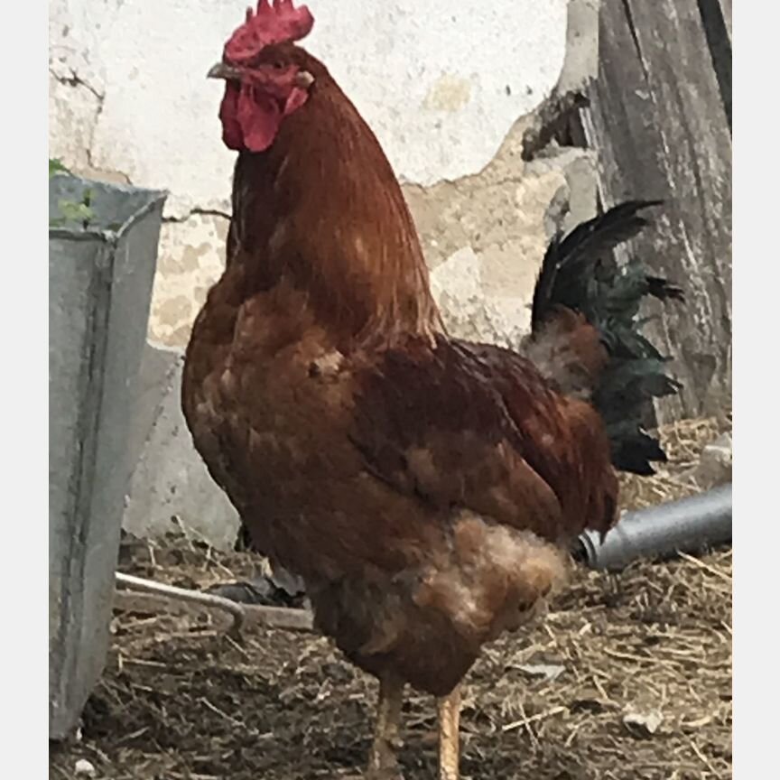 Продам Кучинского петуха