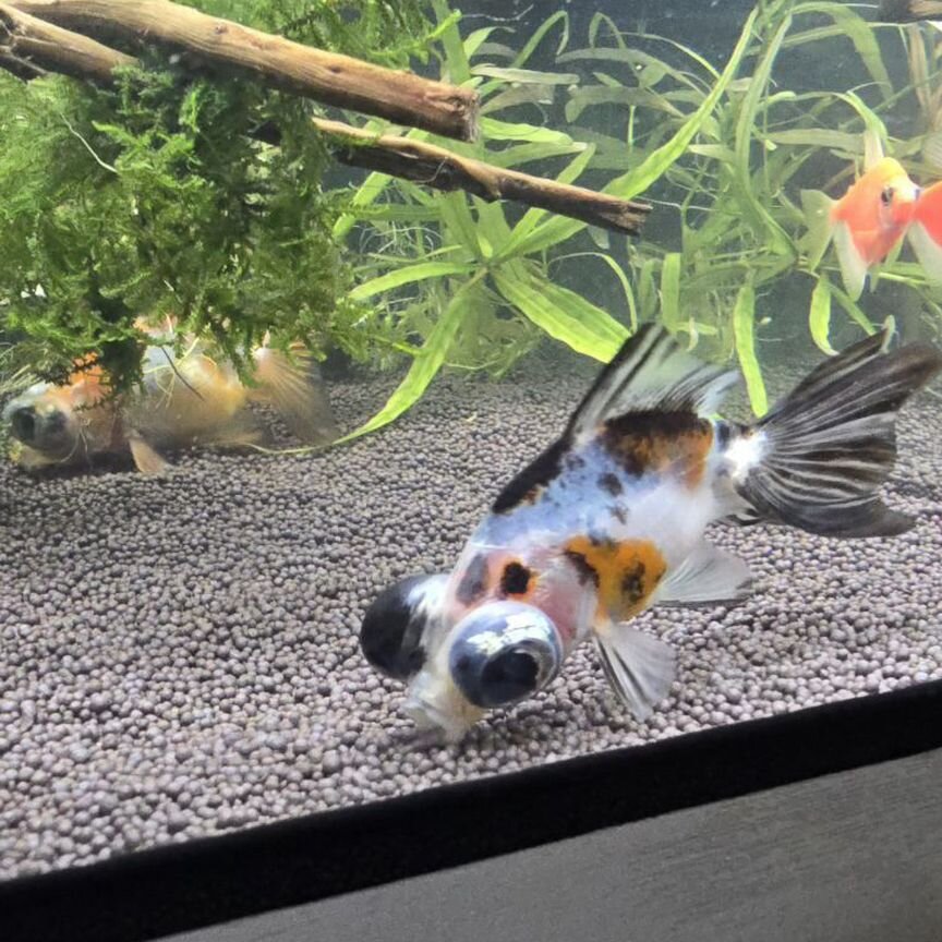 Золотая рыбка телескоп триколор