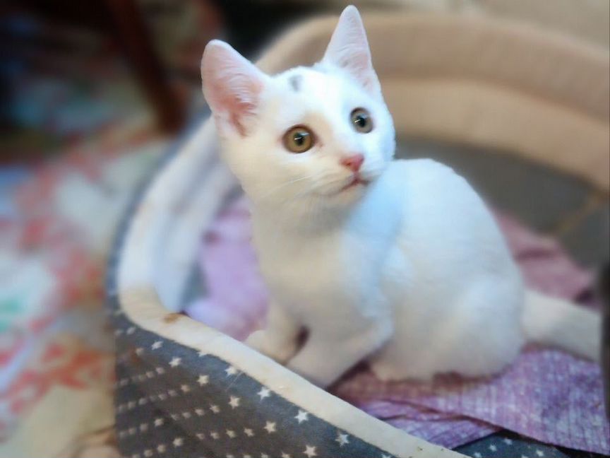 Котенок 3,5 месяца