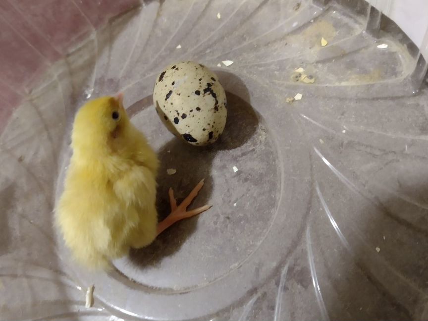 Цыплята перепелов