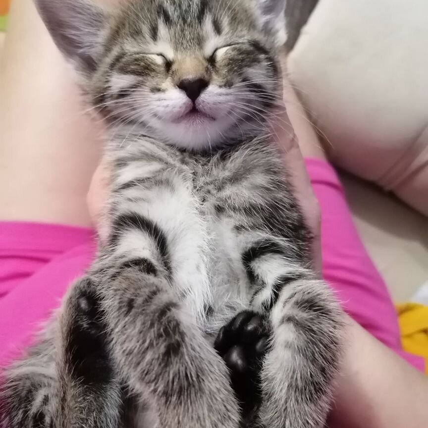 Котенок