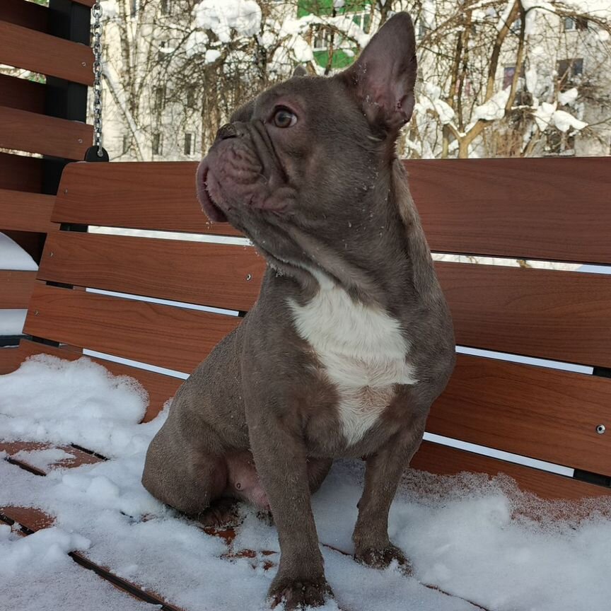 Французский бульдог, щенок