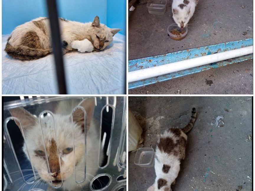 Нужен дом или передержка после стаца некуда идти