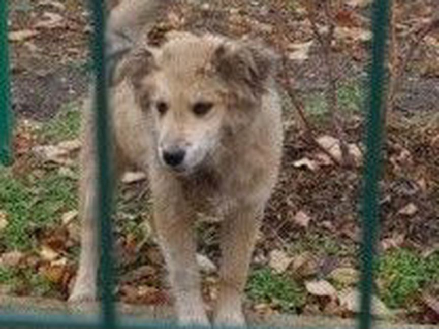 Стану другом и сторожем во дворе. Щеночек