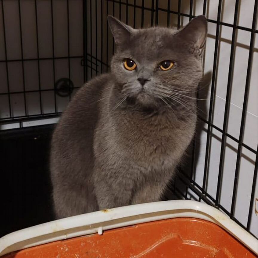 Кошка британка