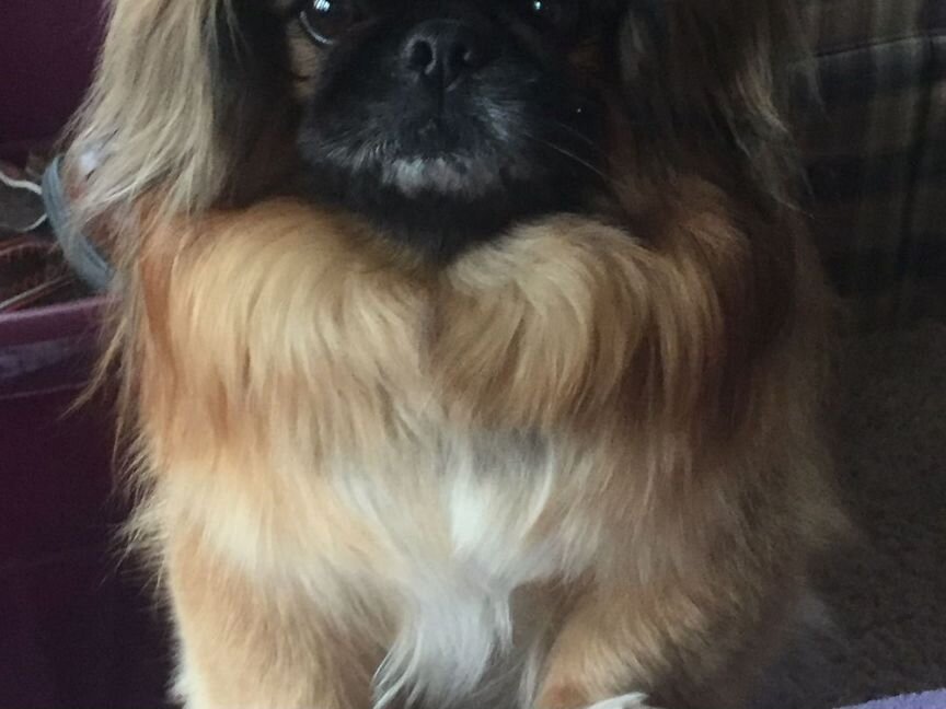 Пекинес Темочка