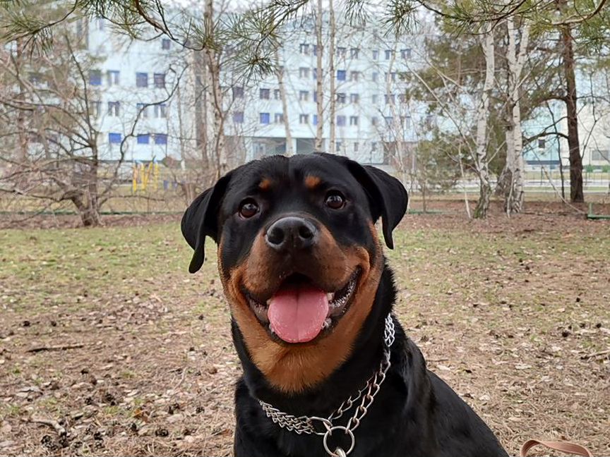 Собака ротвейлер