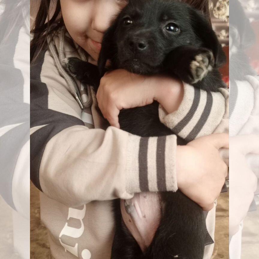 Щенок в добрые руки