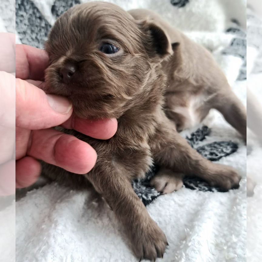 Чихуахуа, щенок