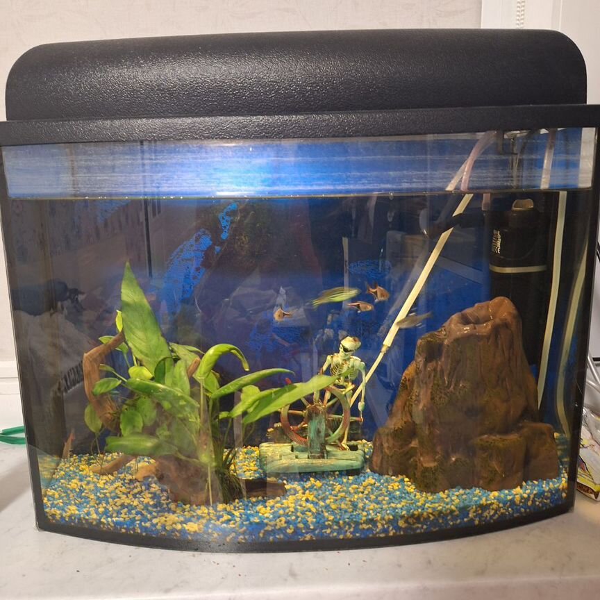 Аквариум 20 литров бу с рыбками