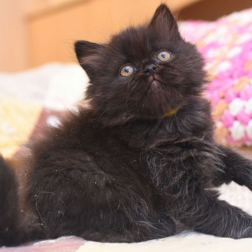 Британский длинношёрстный котёнок