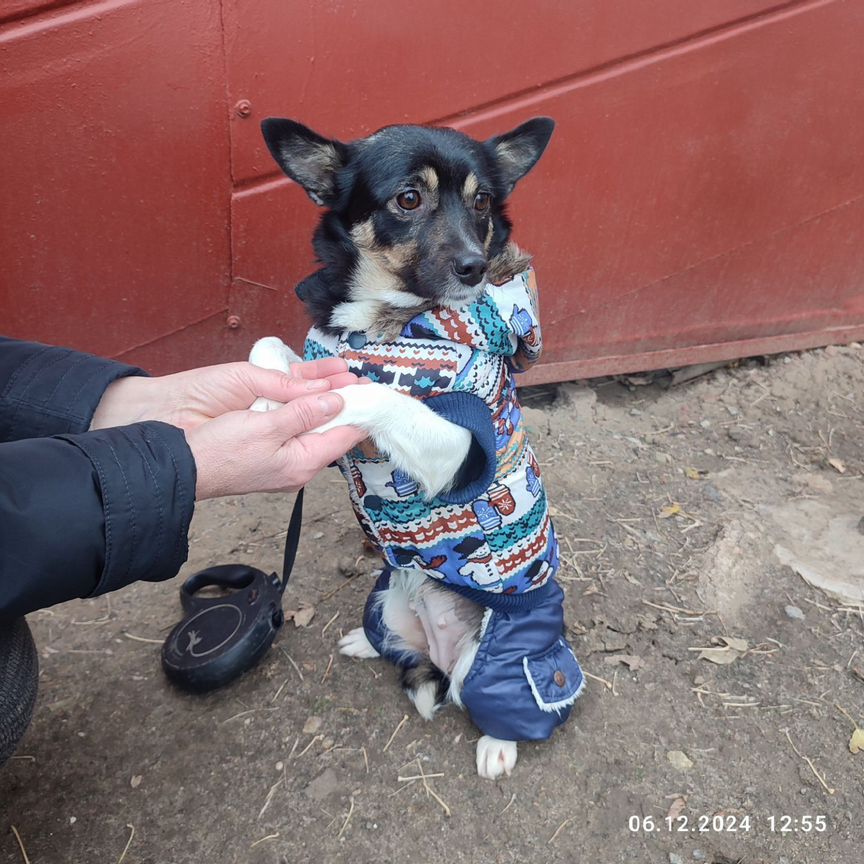 Собака в добрые руки